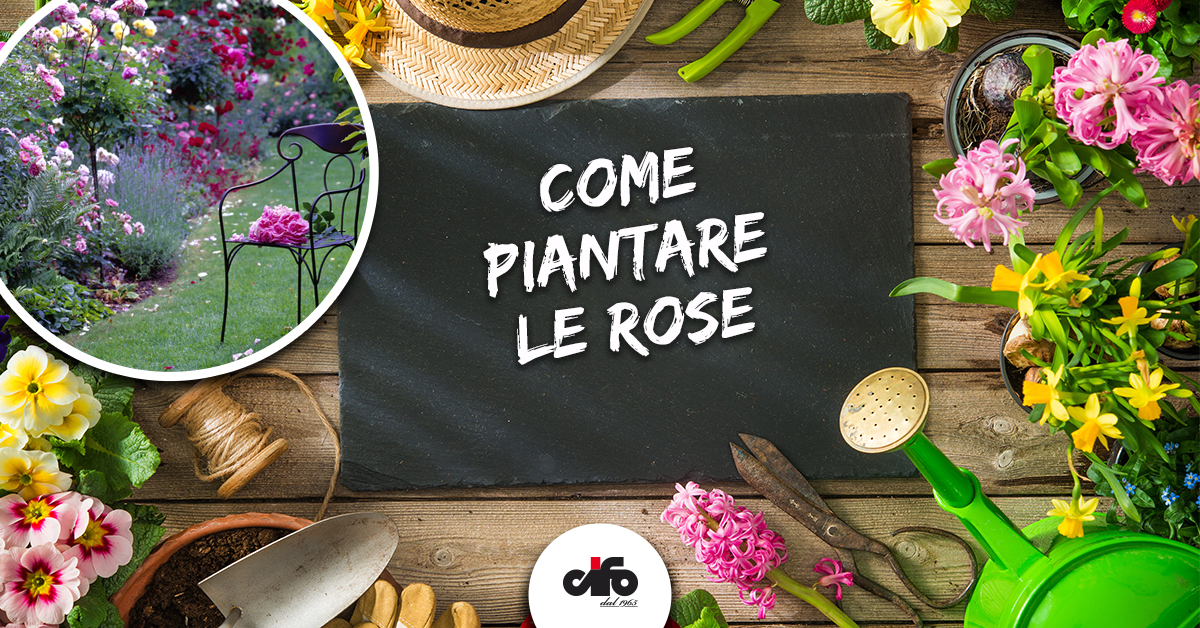 Come piantare le rose - Cifo
