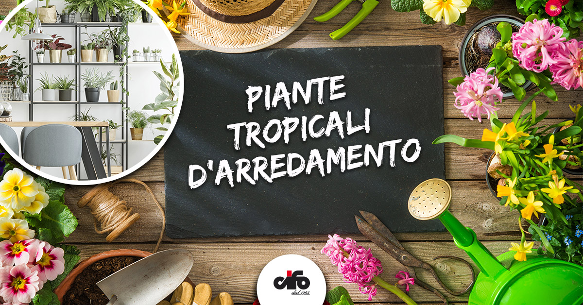 Lo stile Urban Jungle: quali piante tropicali da interno scegliere e ...