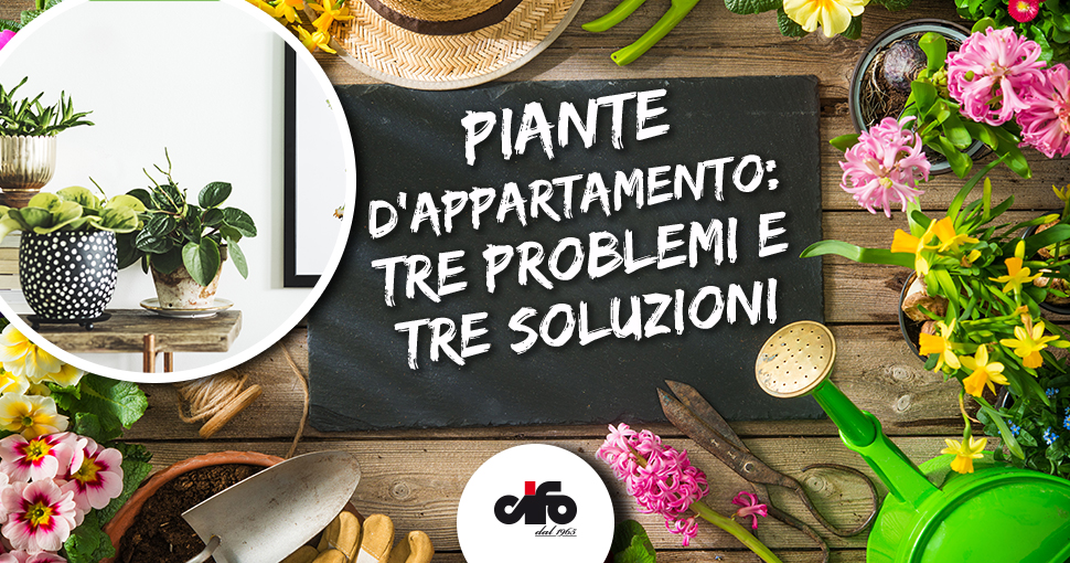 Piante d’appartamento: tre problemi e tre soluzioni - Cifo