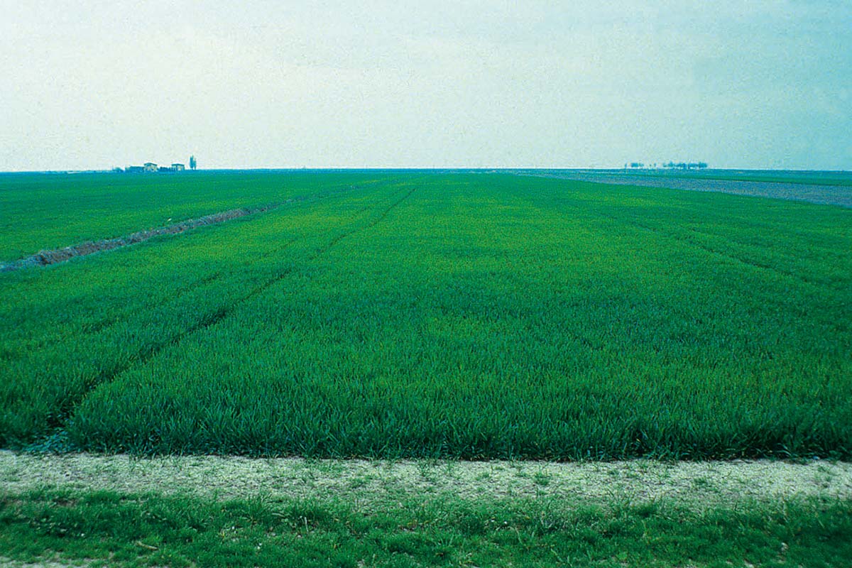 Prevenire e curare le carenze di Rame - Cifo